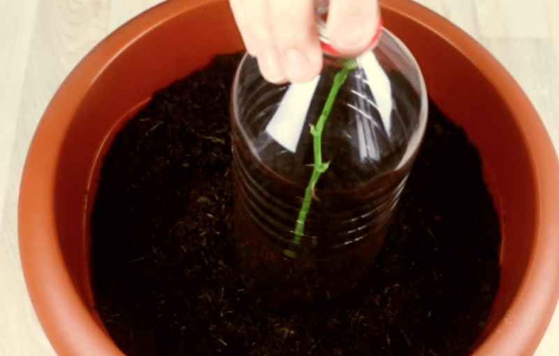 Como Plantar Rosas: Aprenda o Passo a Passo de Como Cultivá-las - Viva ...