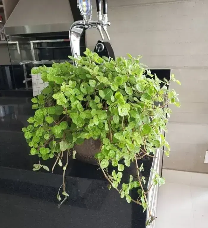 Pilea: Significado, Tipos e Dicas de Cultivo Indispensáveis Para Seguir