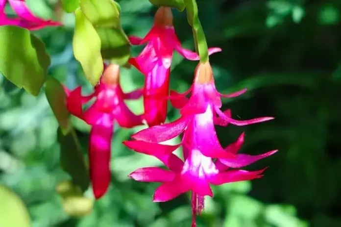 Flor de Maio: Dicas de Como Cuidar e +40 Arranjos Lindos