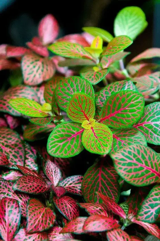 Fitônia: Como Cuidar, Significado e Dicas para Cultivar a Planta ...