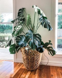 Monstera: Como Cuidar, Tipos e Dicas para Fazer sua Plantar Crescer ...