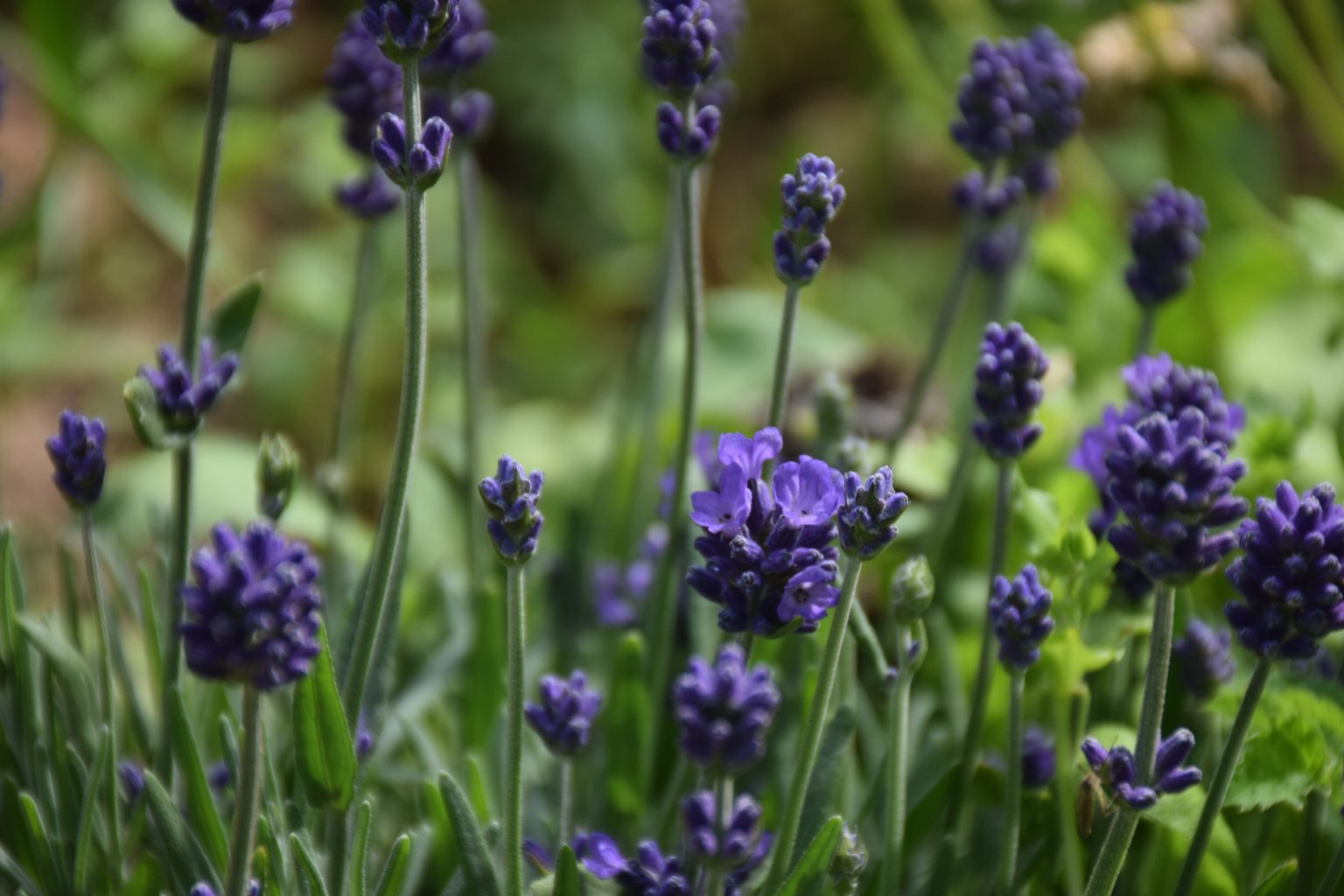 Como Plantar Lavanda: 6 Dicas para Cultivar em Casa