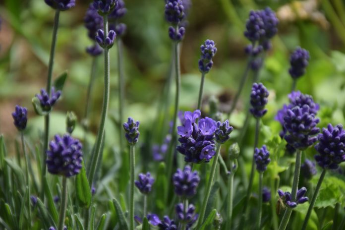 Como Plantar Lavanda: 6 Dicas para Cultivar em Casa