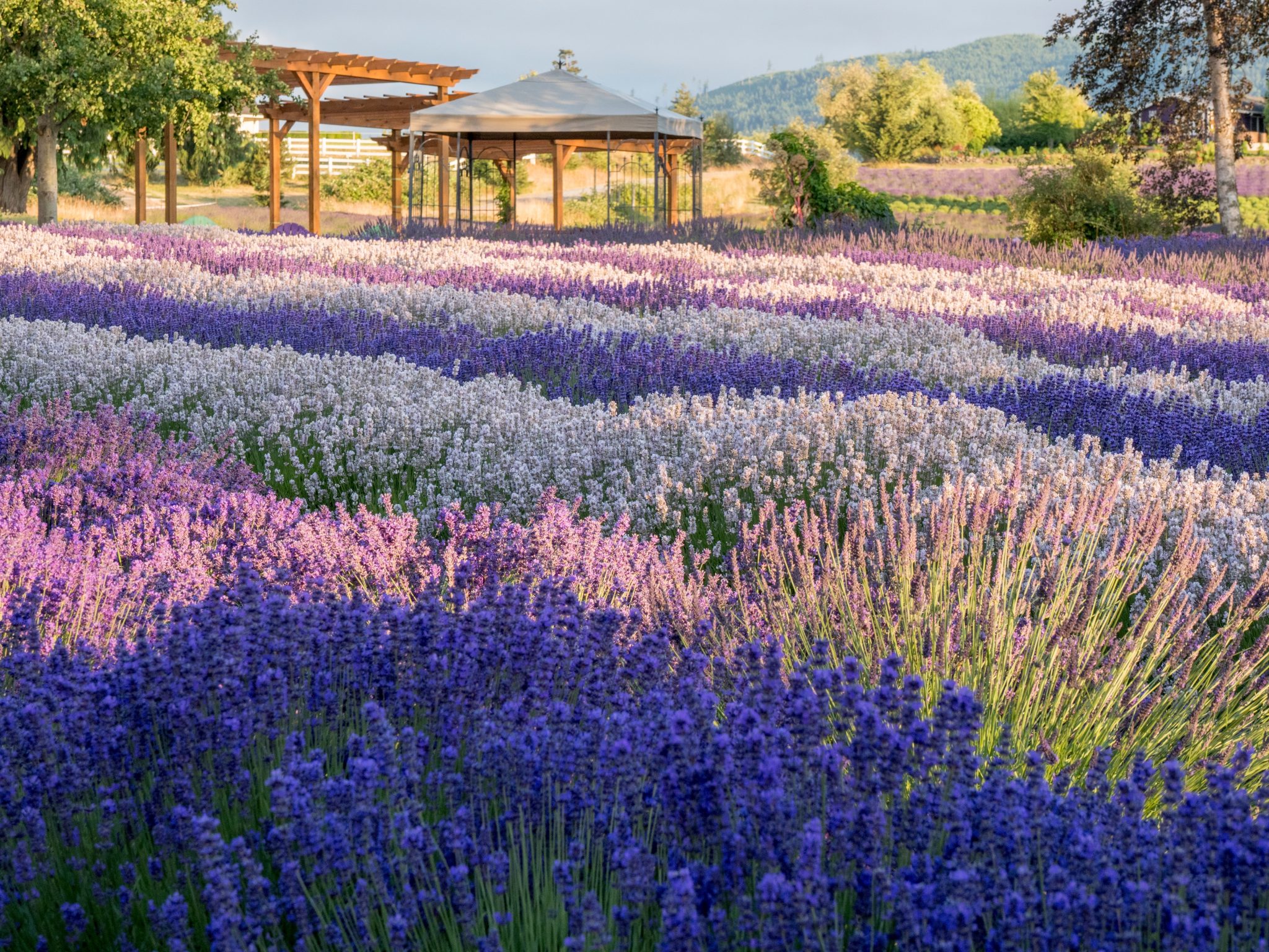 Como Plantar Lavanda: 6 Dicas para Cultivar em Casa