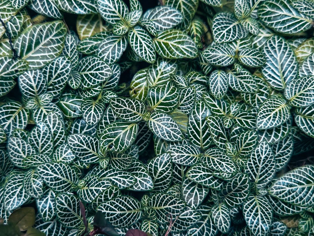 Fitônia: como cuidar, significado e dicas para cultivar a planta ...
